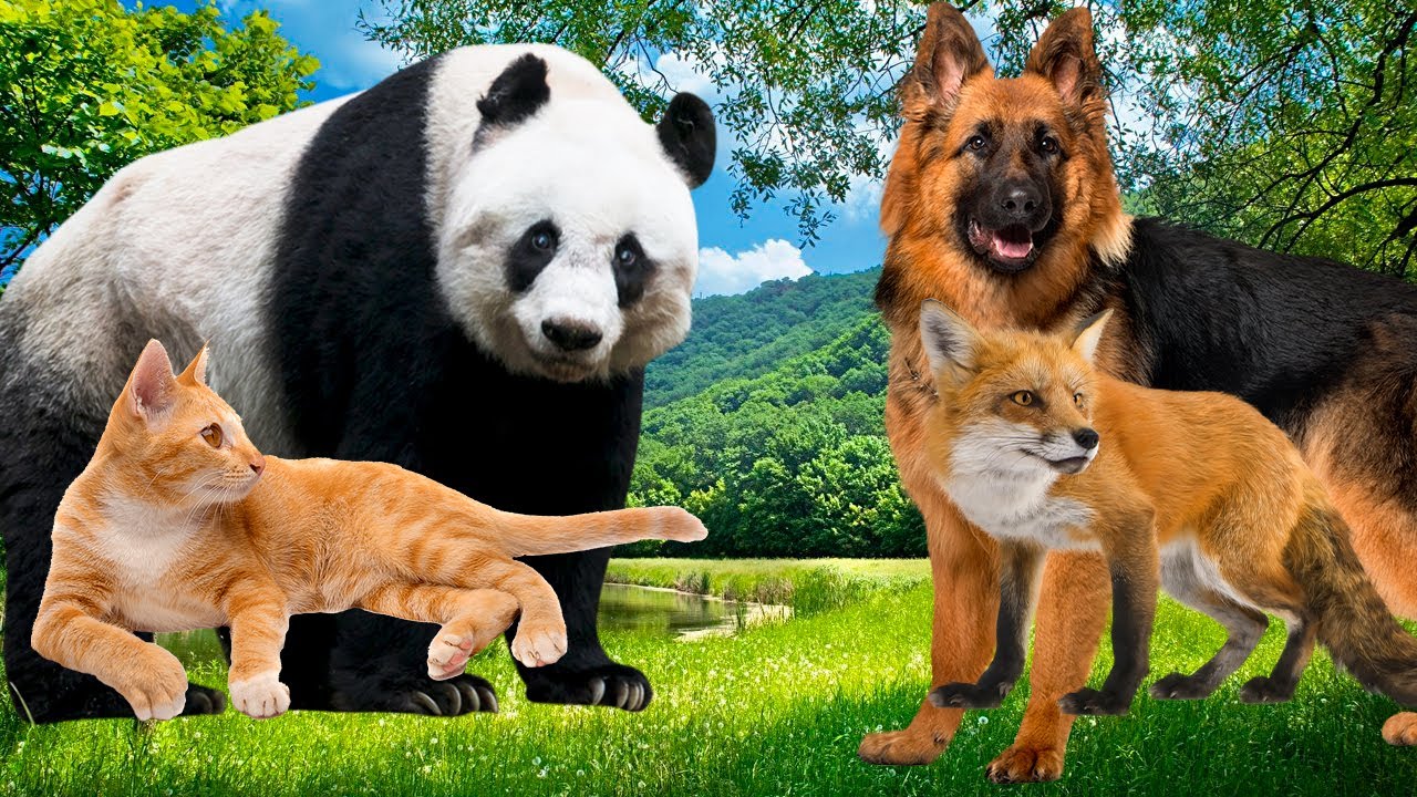 Funny Animals: Cat, Dog, Panda. Animal Sounds - YouTube