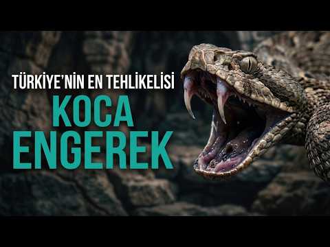 KOCA ENGEREK: Türkiye'deki en tehlikeli yılan