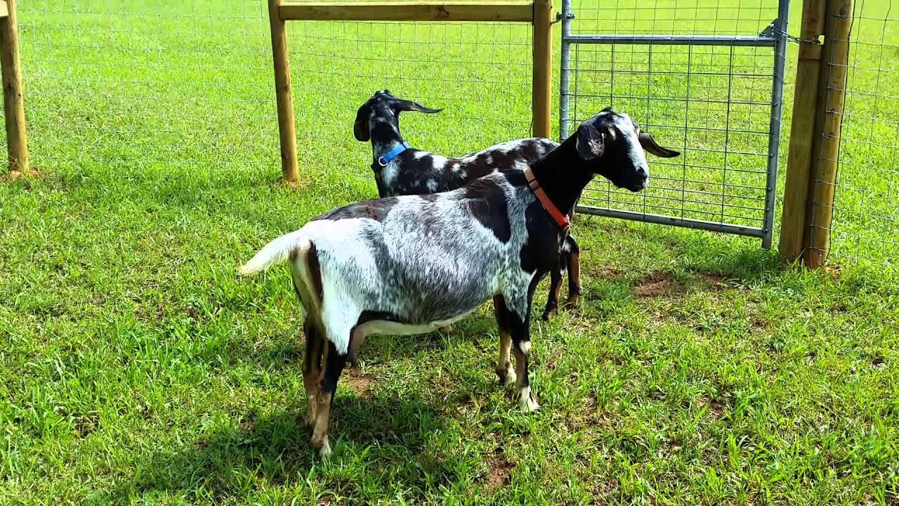 The goats have arrived! - YouTube