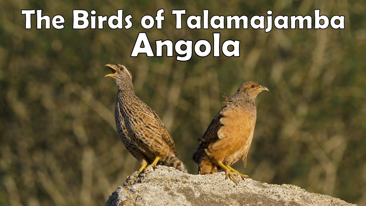 The birds of Talamajamba- birding hotspot in south-western Angola - YouTube