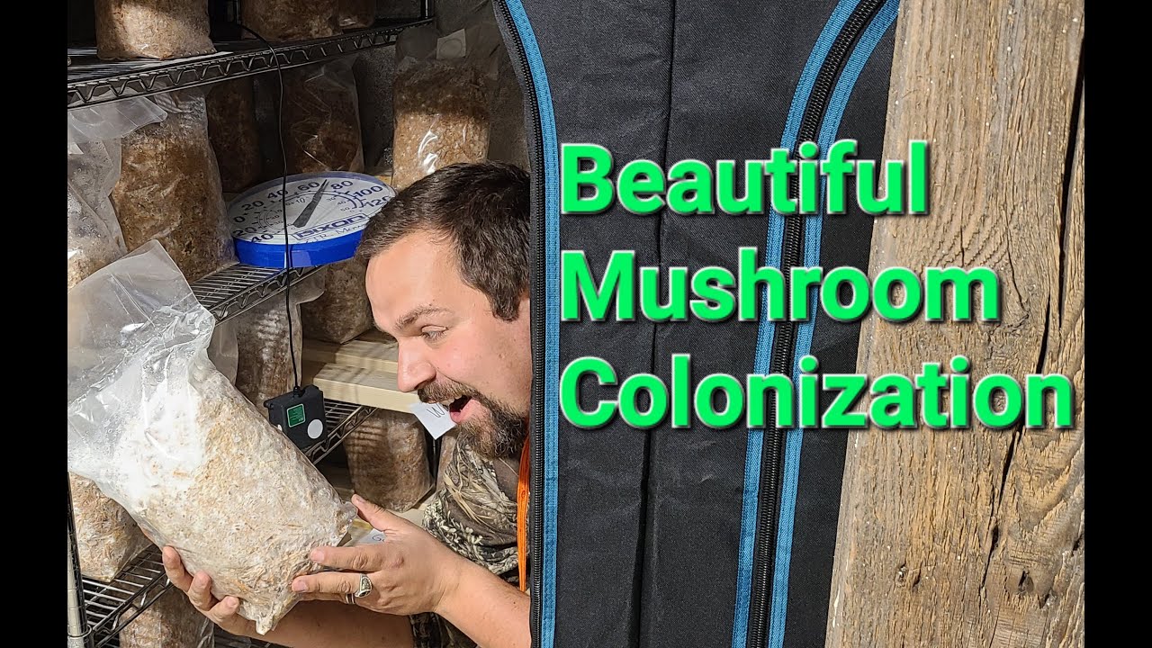 Ronny's Farm to Table - Beautiful Mushroom Colonization - Day #26 - YouTube