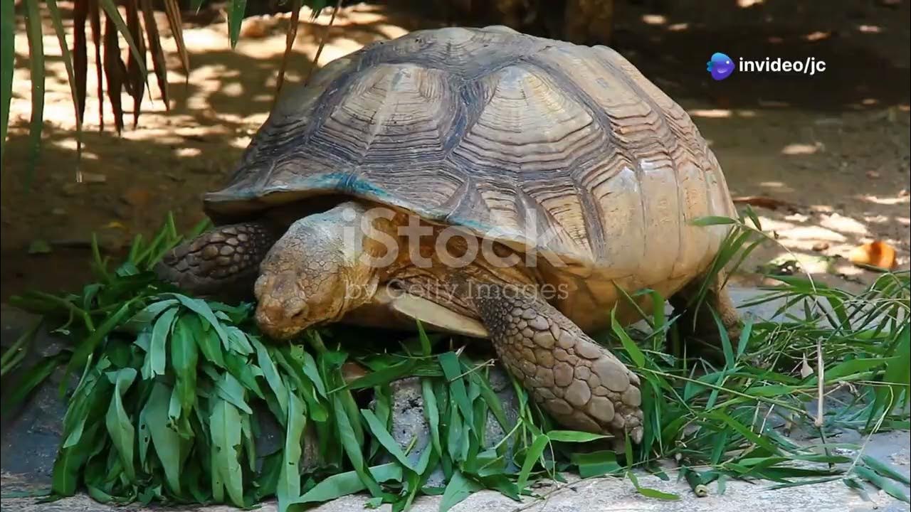 The Symbiotic Relationships of Libya’s Desert Ecosystems #cuteanimal # ...