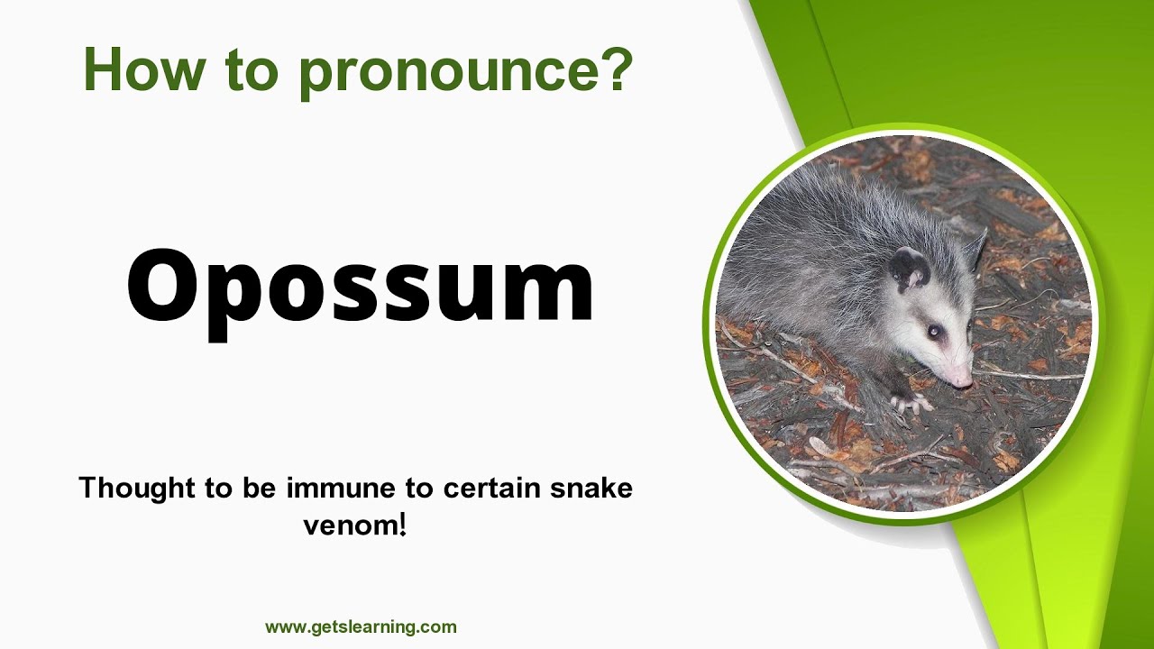 How to pronounce Opossum in English Correctly - YouTube