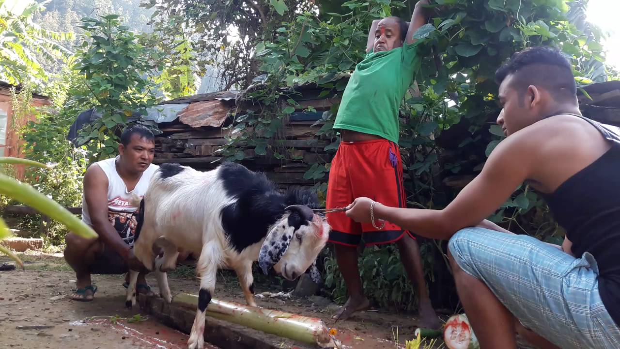 Dashai ma khasi kateko.. - YouTube