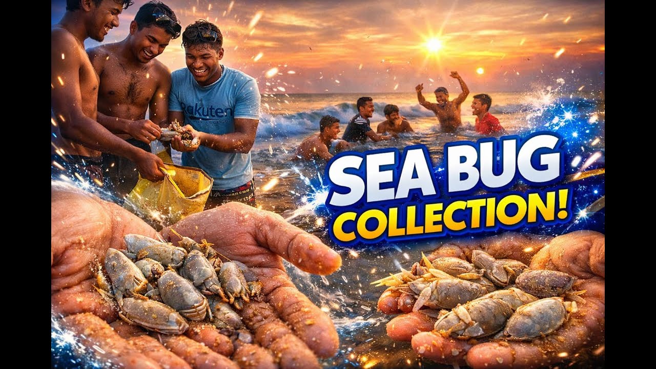 We Found LIVE Sea Bugs(கடல் பூச்சி) on the Beach 😱 | Crazy Sea Bug ...