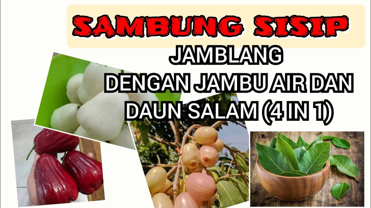 sambung jamblang dengan jambu air dan daun salam (4 in 1)#sambungsisip ...
