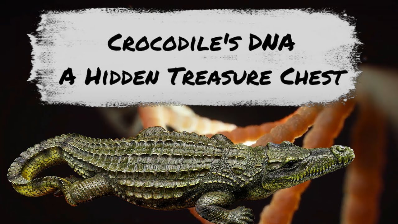 Crocodile's DNA a Hidden Treasure Chest - YouTube