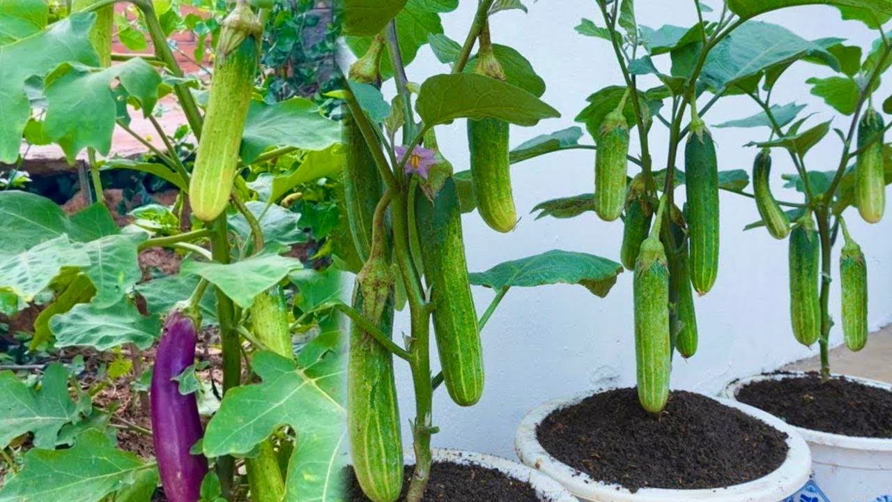 How to grafting cucumber with eggplant for joint yield | Eggplant ...