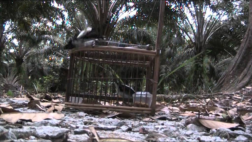 murai cacing jai 6 - YouTube