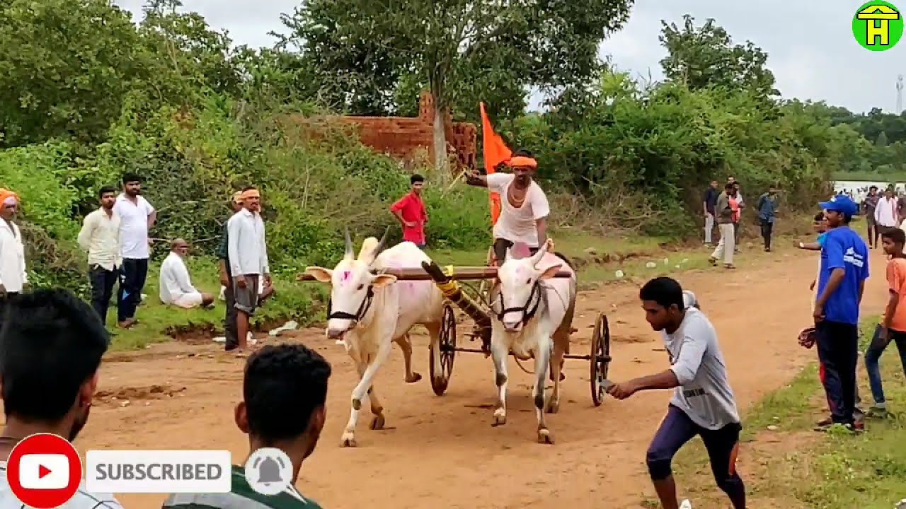 || Badas and virapur Bulls Running in Bullock Cart Race || - YouTube