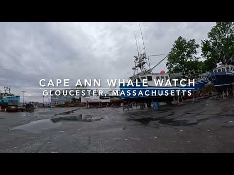 Cape Ann Whale Watch - Gloucester, MA