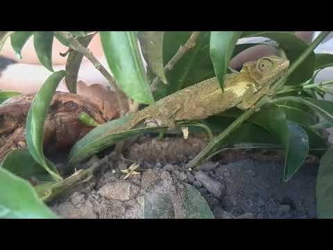 Cape Dwarf Chameleon Giving Birth to Babies - 1069914 - YouTube