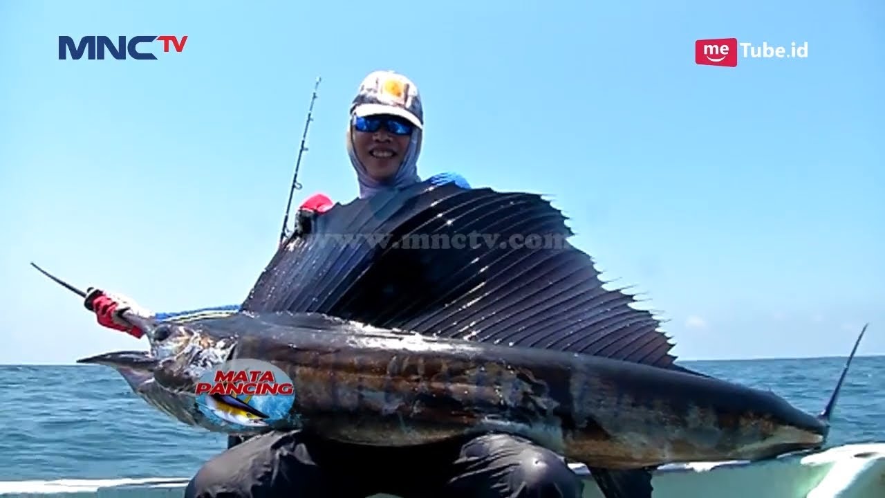 Pesta Strike Ikan Layaran atau Sailfish di Kuala Rompin, Malaysia Part ...