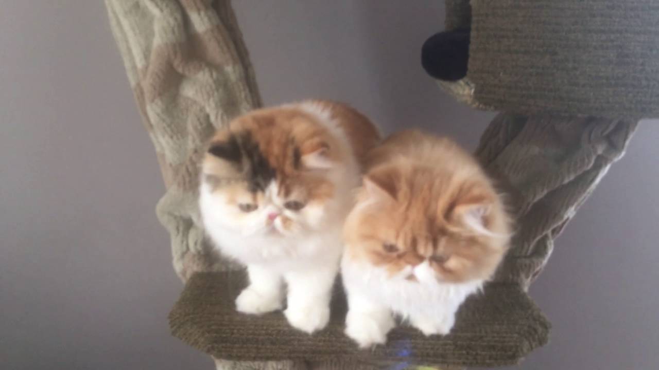 Brown Patch Tabby and White IMG 9010 - YouTube