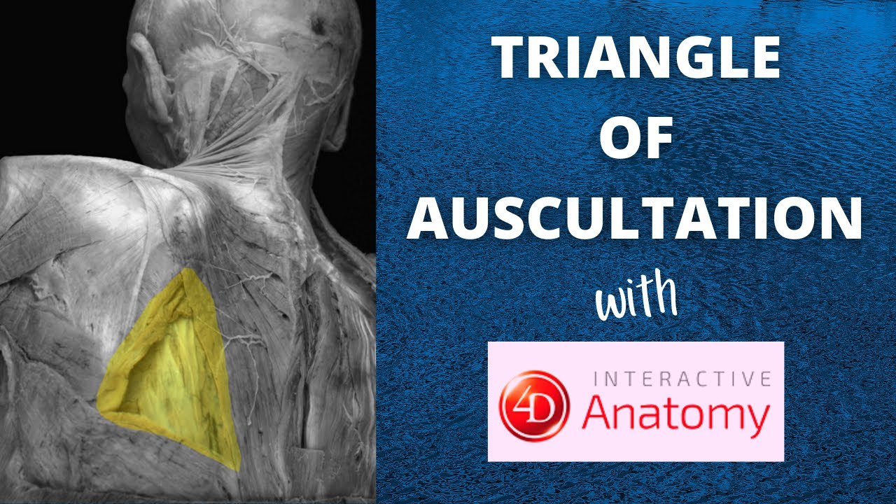 Triangle of Auscultation | Air Anatomy || 4D Anatomy - YouTube