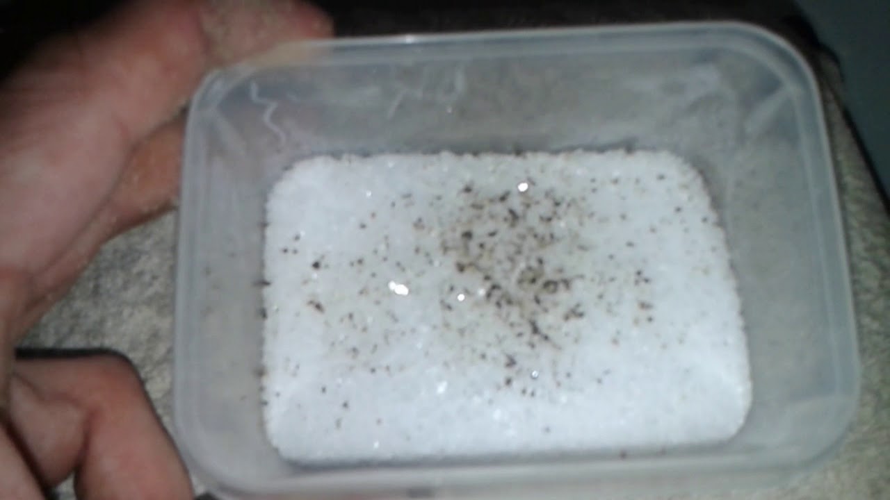 Preserving Tube Worms with Metho and Salt for fish bait. - YouTube