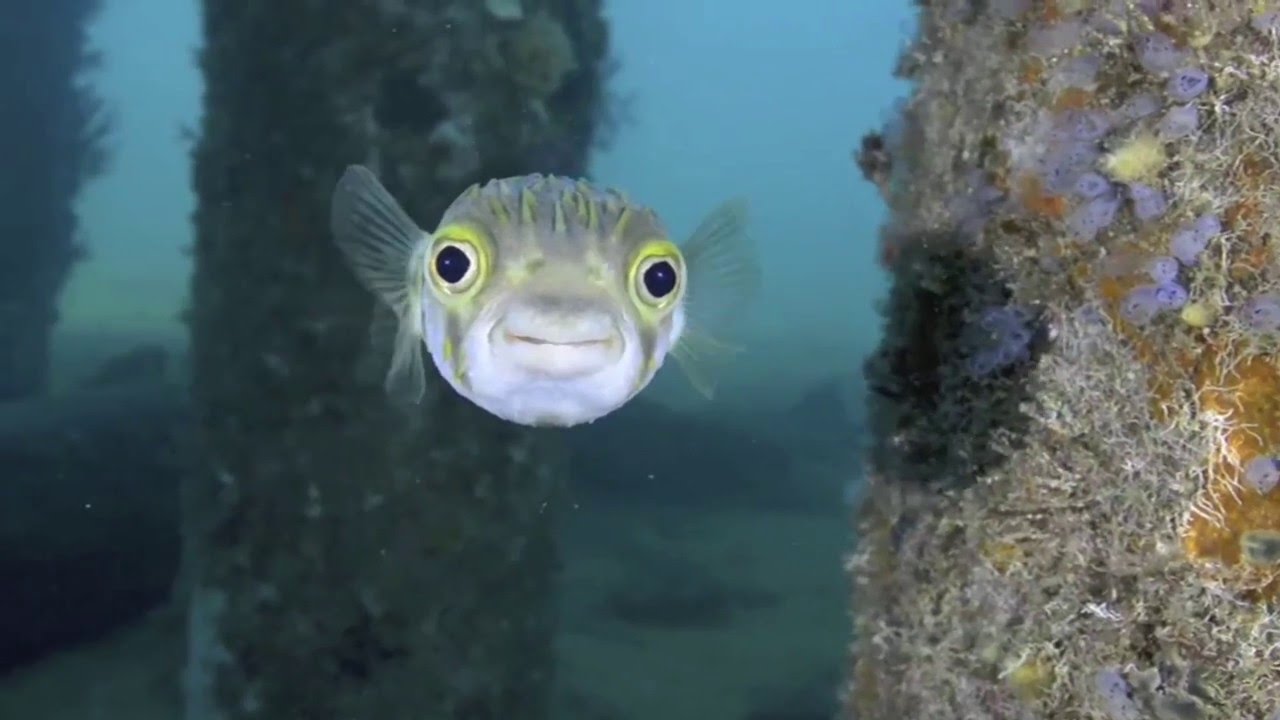 The best of Busselton Jetty - YouTube