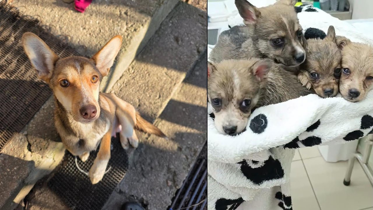 "Save my babies!" The mother dog helplessly begged passersby to help ...