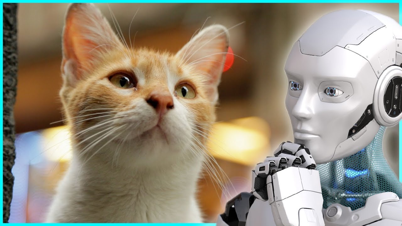 KEDİ VE HACKER ROBOT - STRAY TÜRKÇE - BÖLÜM 3 - YouTube