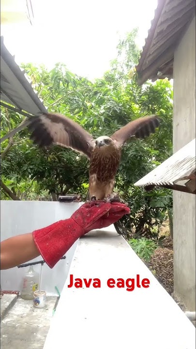 Java eagle - YouTube