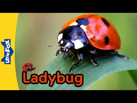 Meet the Animals | Ladybug | Insects | Stories for Kindergarten
