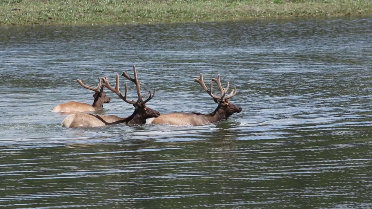 Bull elk swimming in Yellowstone River - YouTube