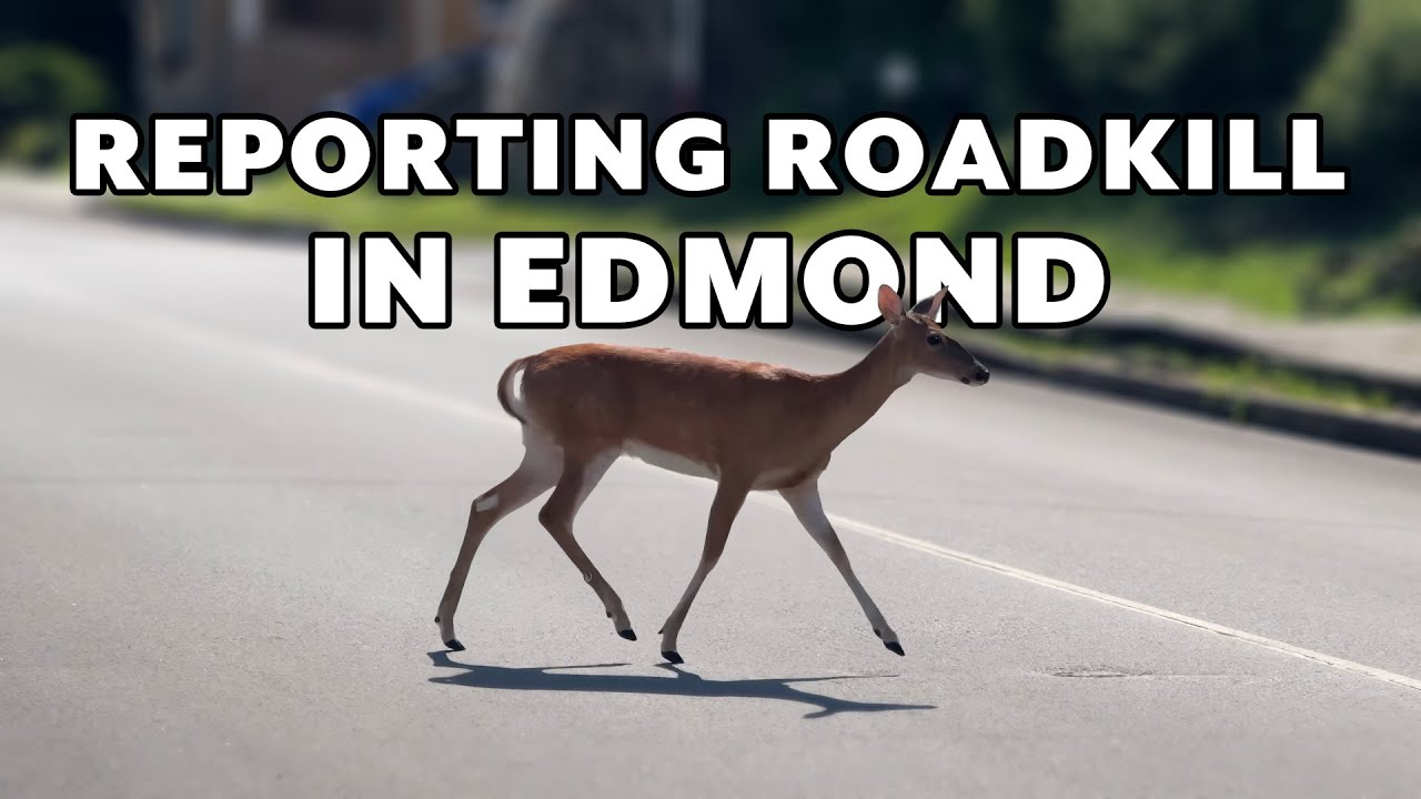 Edmond Road Safety: How to Handle Roadkill Encounters - YouTube