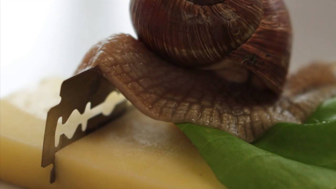 7 15 2 2 éti csiga borotvapengén - YouTube