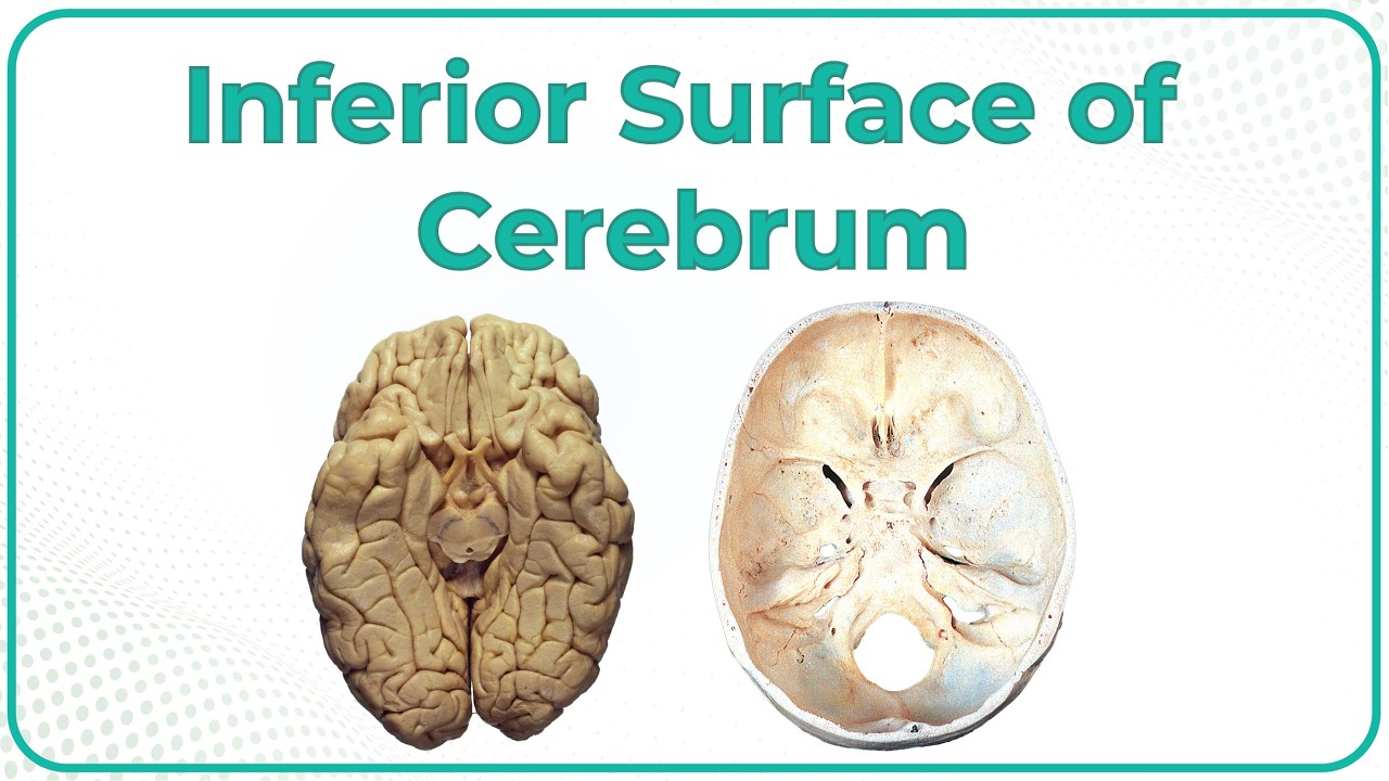 Inferior Surface of the Cerebrum 🧠 Cadaveric Neuroanatomy for USMLE ...