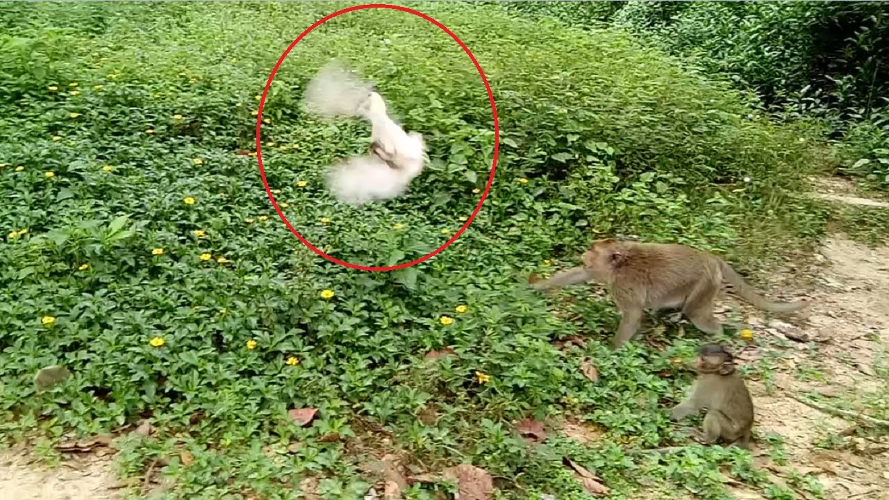 Monkeys Fight Chicken ST715 Mono Monkey - YouTube
