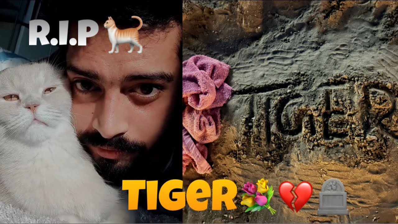 In the memories of our cat Tiger 🐈 RIP 🪦 love 💔 - YouTube