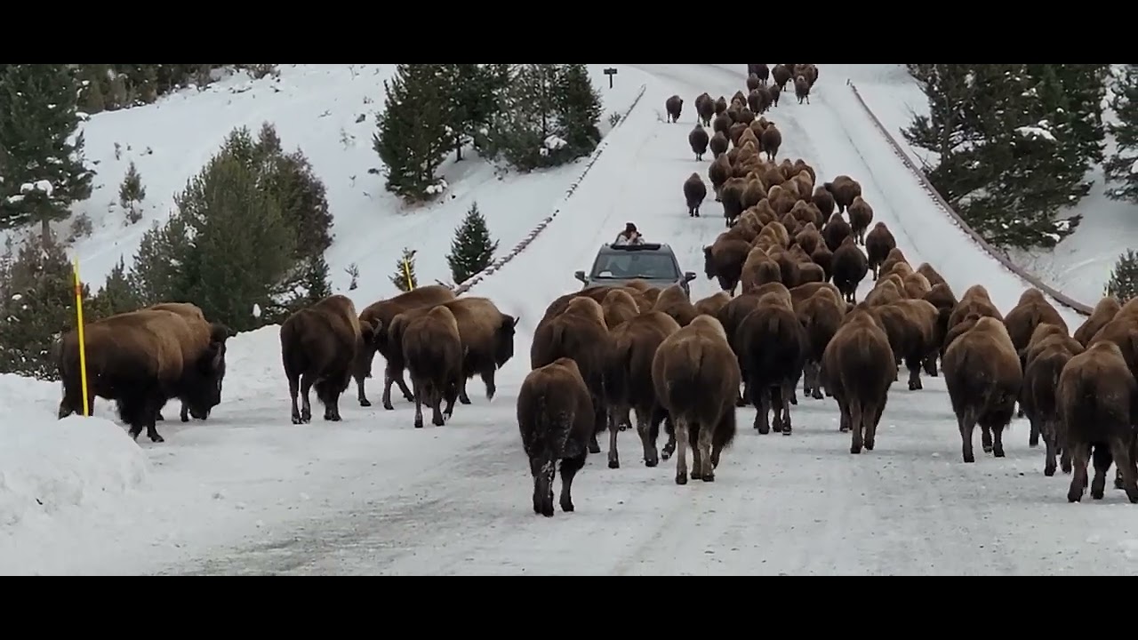 Bison Jam on the Yellowstone River Bridge 12/20/22 - YouTube