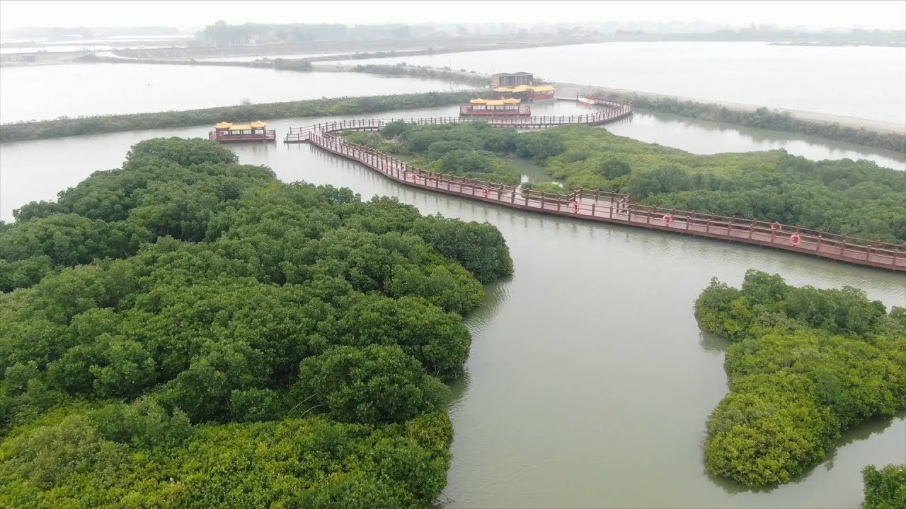 GLOBALink | Xi Jinping visits mangrove forests in China's Guangdong ...