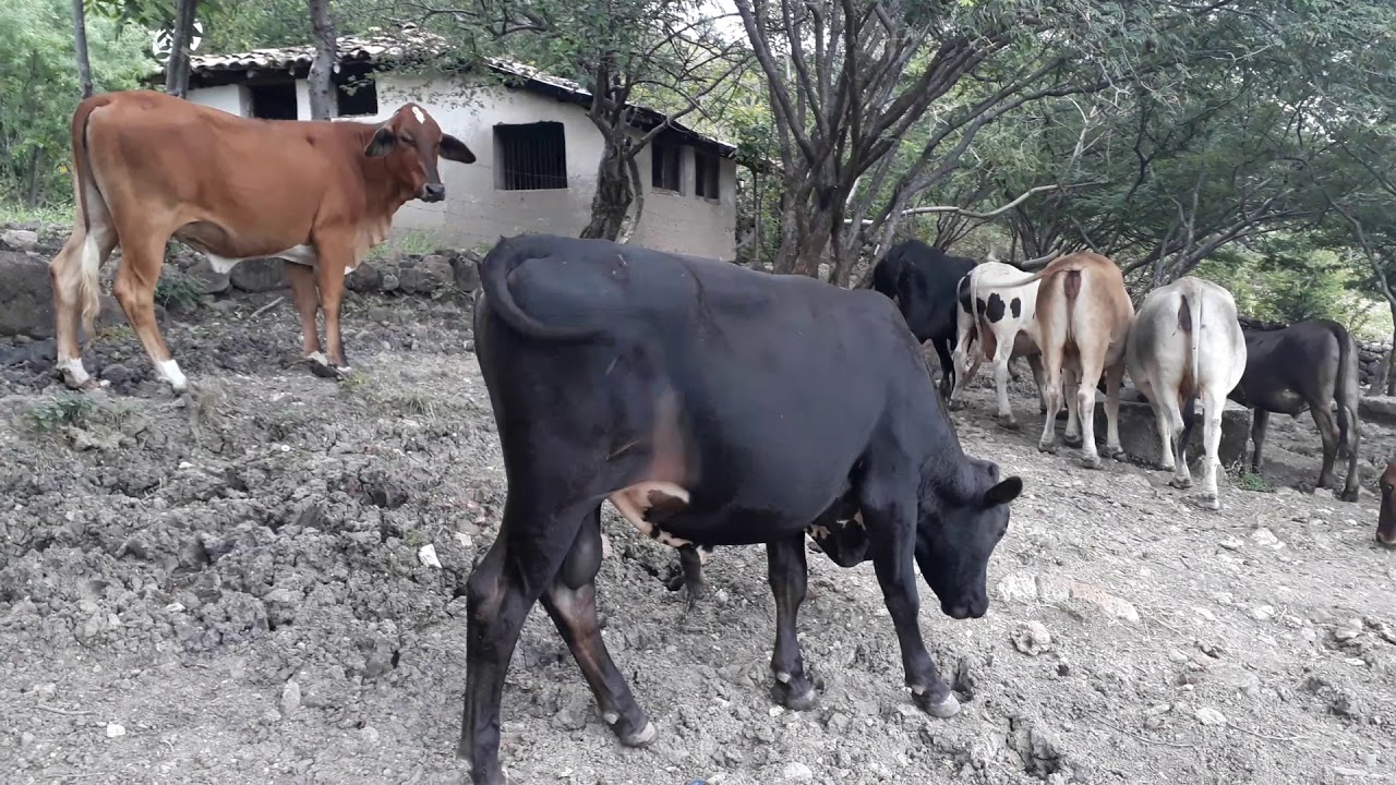 Rancho El Jaral Honduras Diciembre 2020 - YouTube