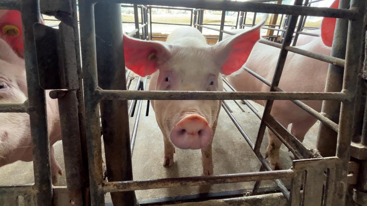 Financial Uncertainties for Pork Producers Affect Prop 12 Impact - YouTube