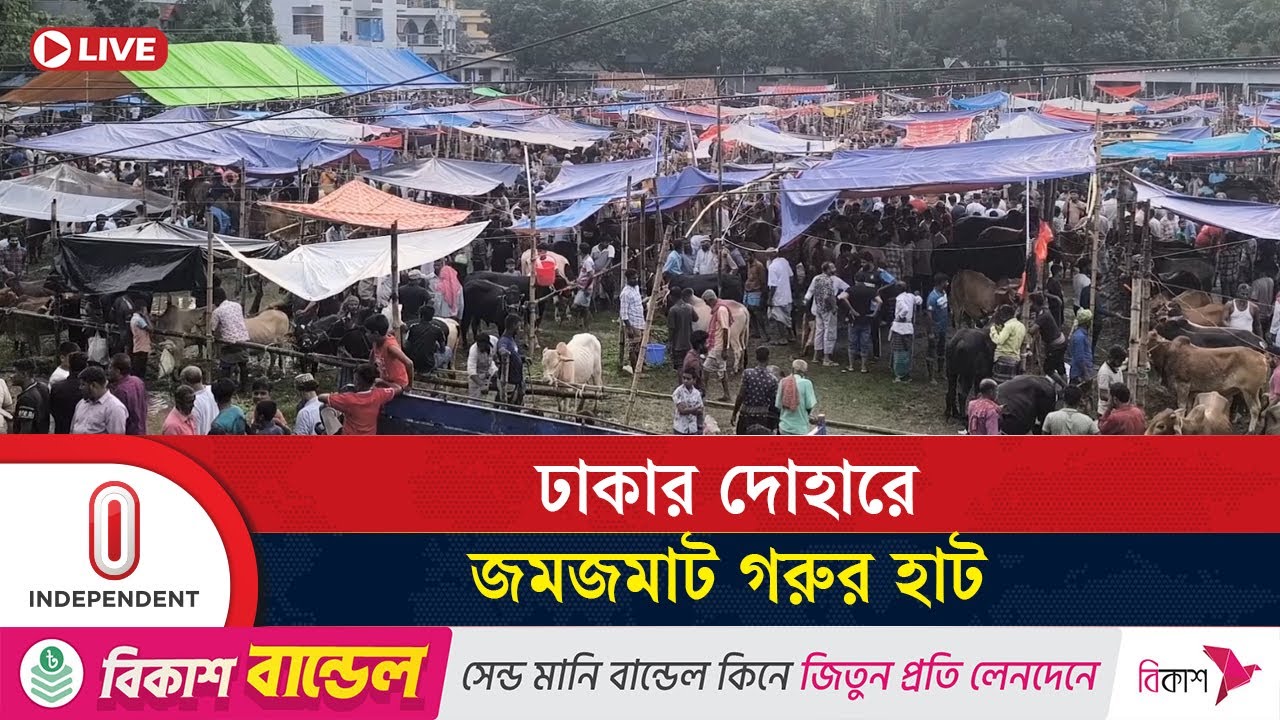 ঢাকার দোহারে জমজমাট গরুর হাট, উপচে পড়া মানুষের ভিড় | Dhaka Qurbani ...