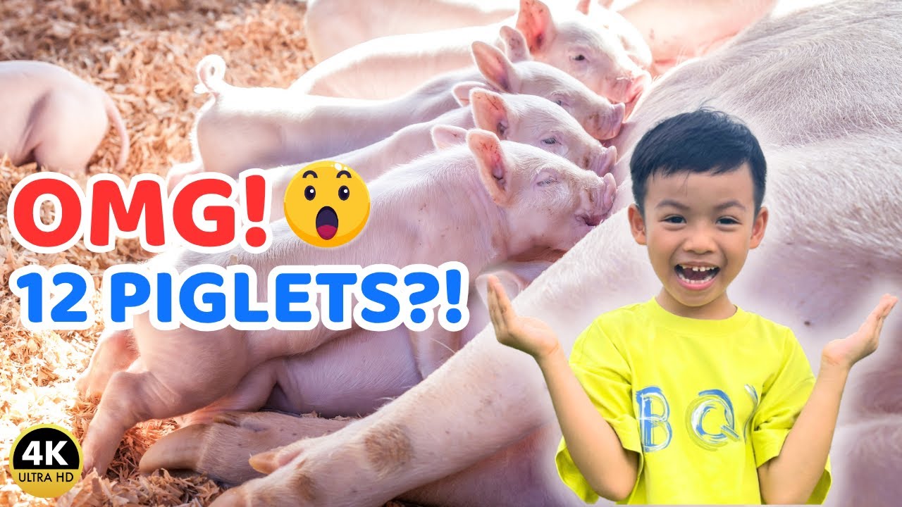 Baby Pigs Just Born! 🐷 Mon Sees 12 Piglets for the First Time! - YouTube