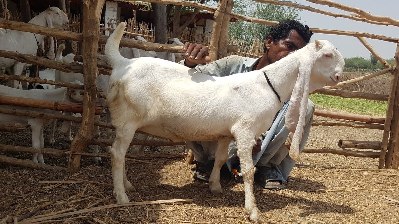 High Class Gulabi Goat Kid |Documentary - YouTube