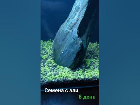 Прорастил семена с АлиЭкспресс #аквариум #рыбки #креветки #водоросли # ...