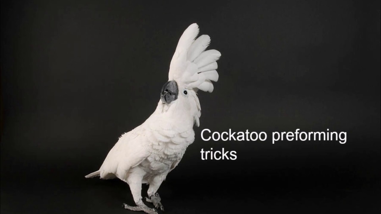 Cockatoo Performing Tricks - YouTube