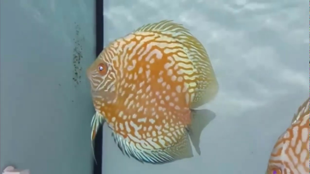 Yellow panda breeding pairs Chen’s discus - YouTube