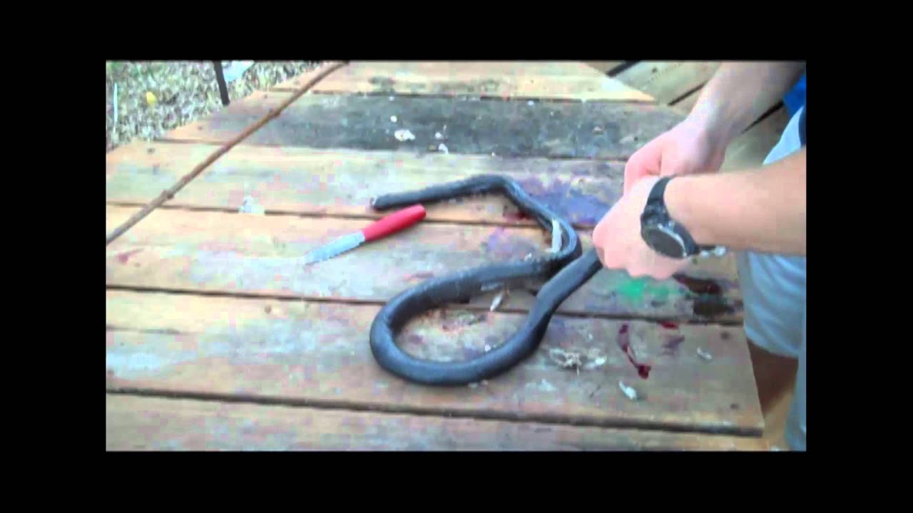 Processing a Snake - YouTube