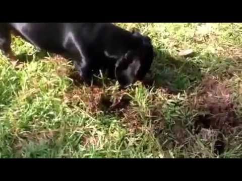 A dog hunting for a mole - YouTube