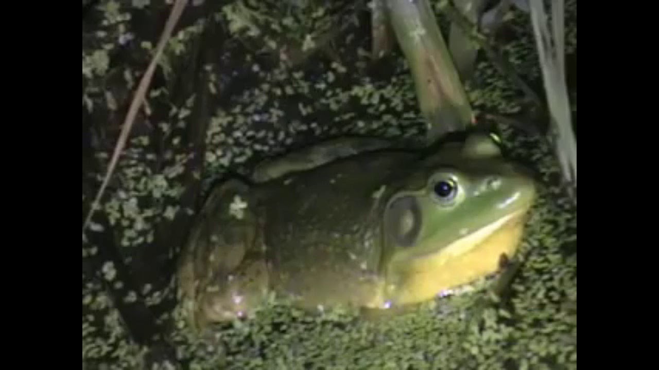 Bullfrogs calling 1 - YouTube
