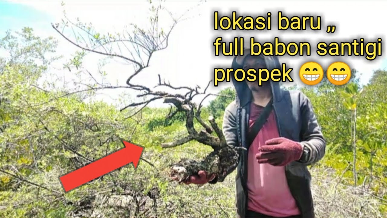 Hunting santigi karang ,,habitat pohon sentigi .. banyak yg prospek ...