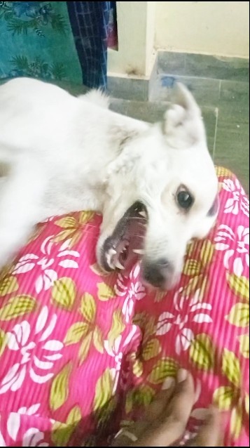 alagu thango😻🐾🤍 #petlover #dog #alagu #cutebaby #shorts #shortsvideo # ...