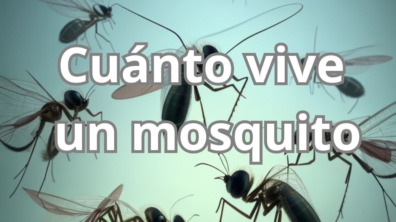 Descubriendo La Longevidad De Los Mosquitos ¿cuánto Tiempo Viven
