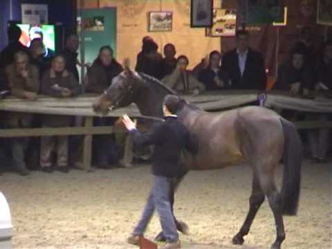 ♂ Quick Star- jumping stallion (SF) by Galoubet A - YouTube