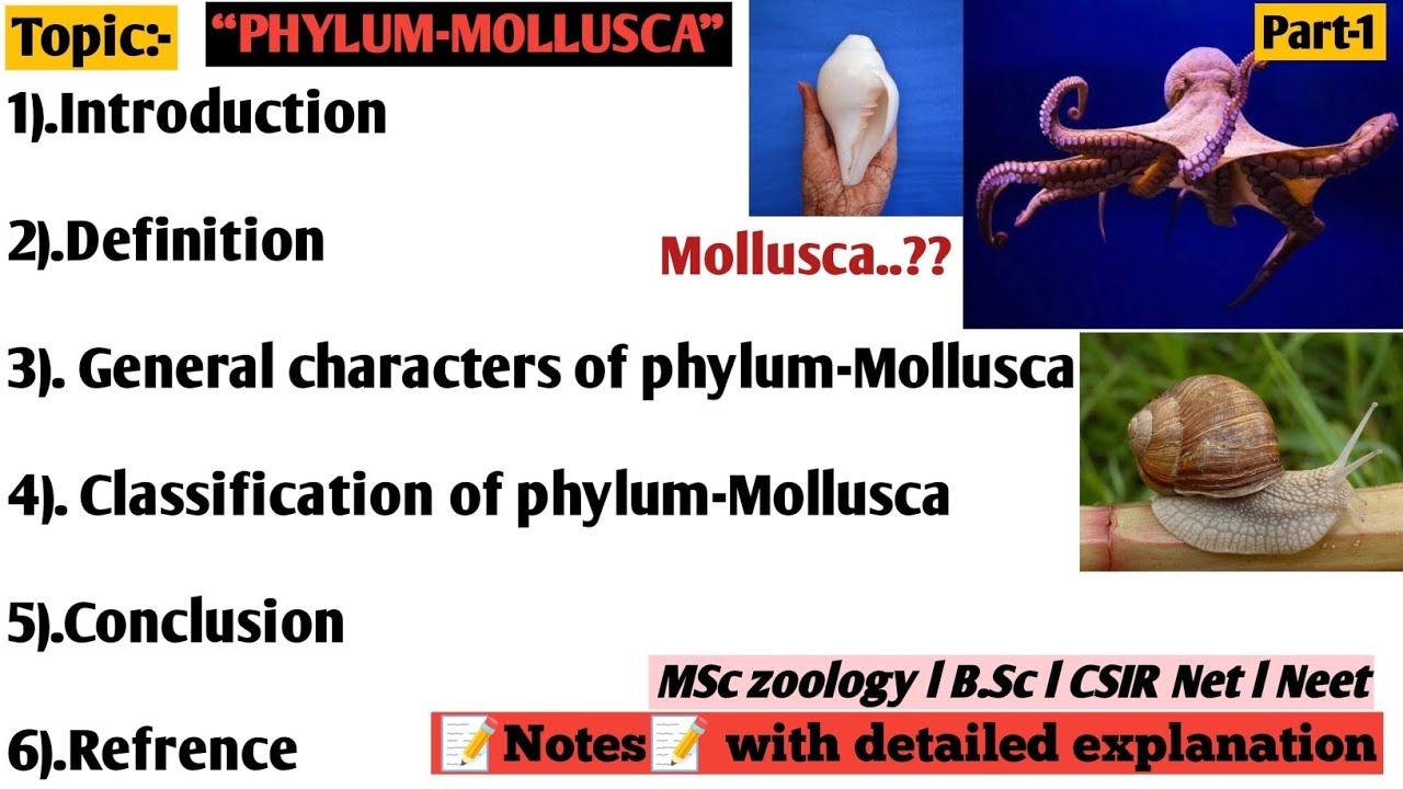 Phylum Mollusca | Phylum Mollusca General Characteristic ...