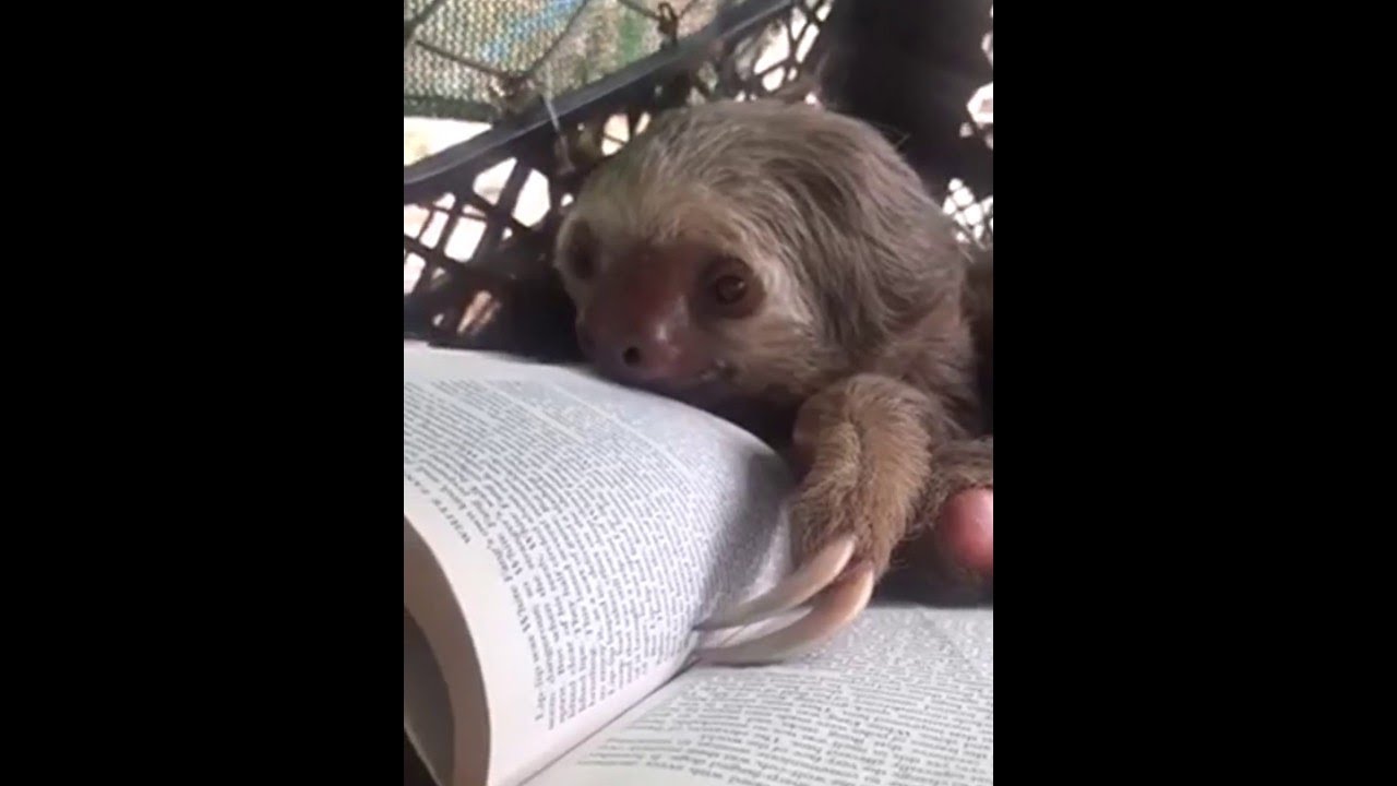 Sloth Enjoys Book Reading Session || ViralHog - YouTube